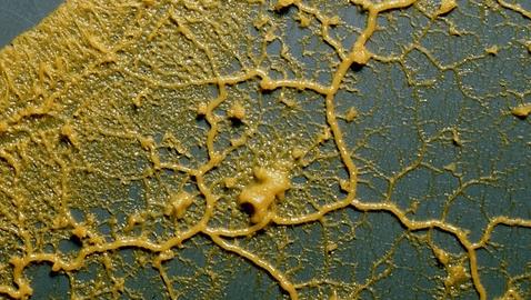 The Physarum computer: shortest path problems and beyond - Dipartimento ...